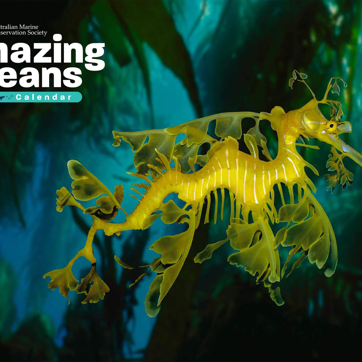 2026 Amazing Oceans calendar – Australian Marine Conservation Society
